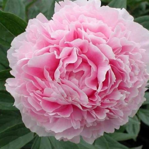 Bujor roz de vânzare la ghiveci, cca 70 cm. Preț bun ️ FloraPris