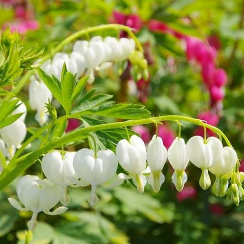Delphinium Delgenius Kingsley de vânzare cu preț bun ️ FloraPris