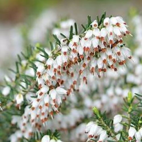 Erica White Perfection de vanzare cu preț bun ️ FloraPris