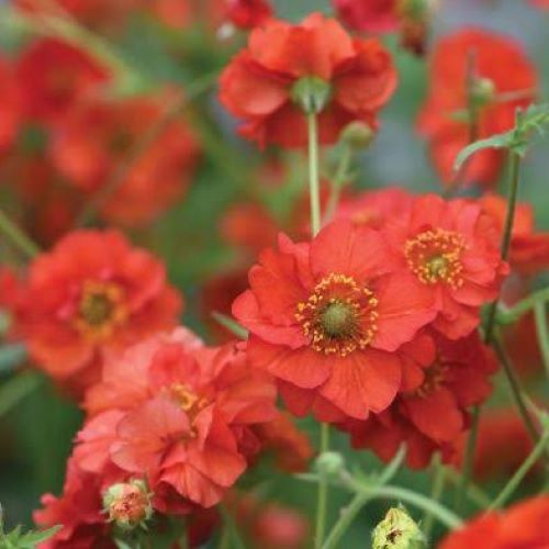 Geum Fiery Tempest de vânzare la ghiveci, preț bun ️ FloraPris