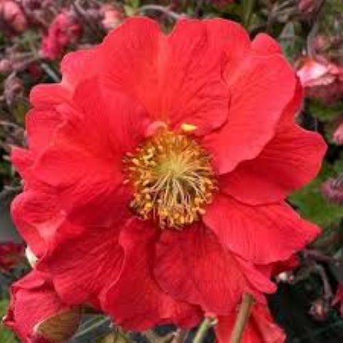 Geum Fiery Tempest de vânzare la ghiveci, preț bun ️ FloraPris