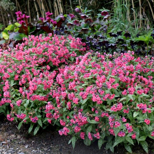 Plămânărica de vânzare la ghiveci, cu preț bun ️ FloraPris