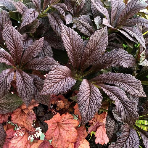 Rodgersia de vânzare cu preț bun. Flori de umbră ️ FloraPris