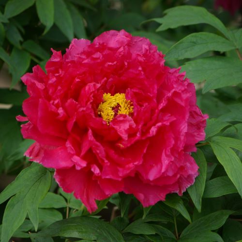 Bujori arbustivi roșii de vânzare la ghiveci, 6-7 ramuri ️ FloraPris