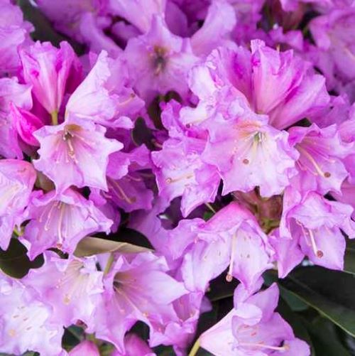 Rhododendron Dufthecke Lila de colecție. Preț bun ️ FloraPris