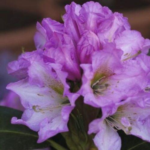 Rhododendron Dufthecke Lila de colecție. Preț bun ️ FloraPris
