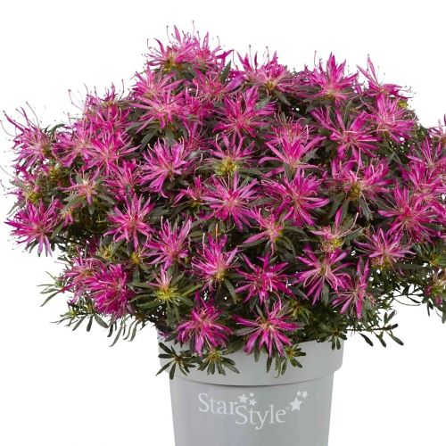 Rhododendron Starstyle de colecție. Preț bun ️ FloraPris