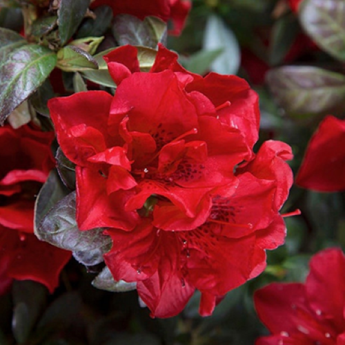 Rhododendron - azalee în ghiveci. Preț bun ️ FloraPris