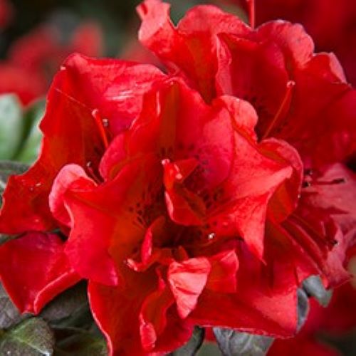 Rhododendron - azalee în ghiveci. Preț bun ️ FloraPris