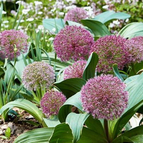 Allium Red Giant de vânzare la ghiveci, preț bun ️ FloraPris