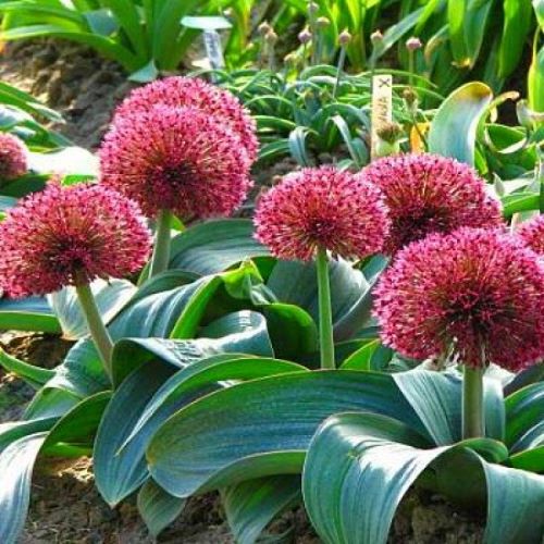 Allium Red Giant de vânzare la ghiveci, preț bun ️ FloraPris