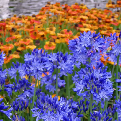 Crin african albastru de vânzare la ghiveci, preț bun ️ FloraPris