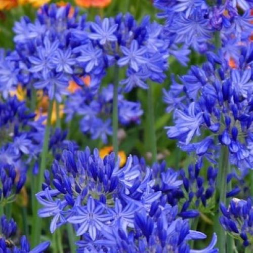 Crin african albastru de vânzare la ghiveci, preț bun ️ FloraPris