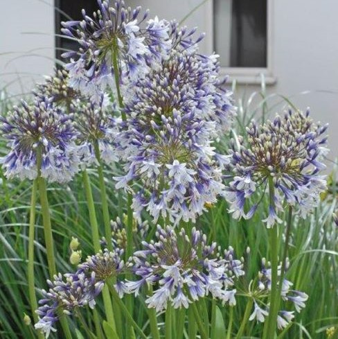 Crin african de vânzare la ghiveci, preț bun ️ FloraPris
