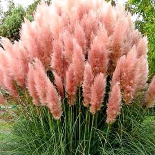 Iarba de Pampas roz de vanzare la ghiveci, pret bun ️ FloraPris