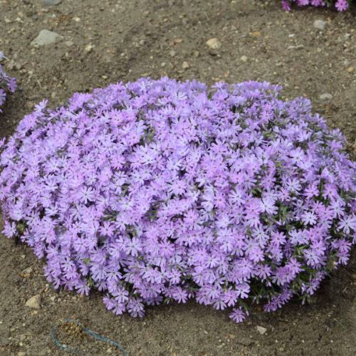 Phlox subulata violet de vânzare la ghiveci, pret bun ️ FloraPris