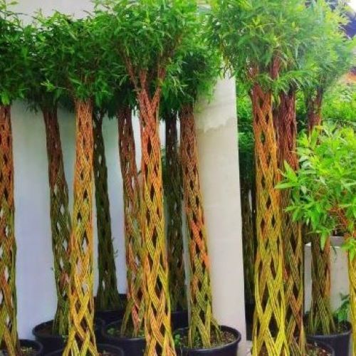 Salcie decorativă împletită în ghiveci, 2m, preț bun ️ FloraPris