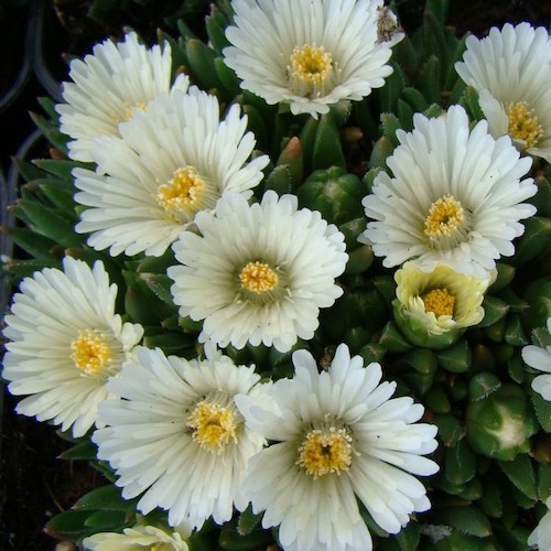 Floarea de cristal albă de vânzare la ghiveci ️ FloraPris