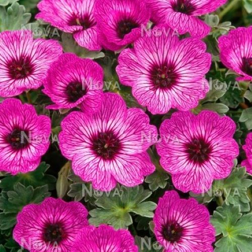 Geranium Jolly Jewel Lilac de vanzare, pret bun ️ FloraPris