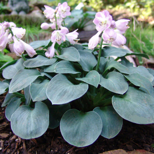 Hosta Blue Mouse Ears de vânzare la ghiveci ️ FloraPris