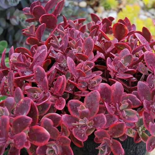 Sedum Sunsparkler Wildfire de vânzare la ghiveci ️ FloraPris