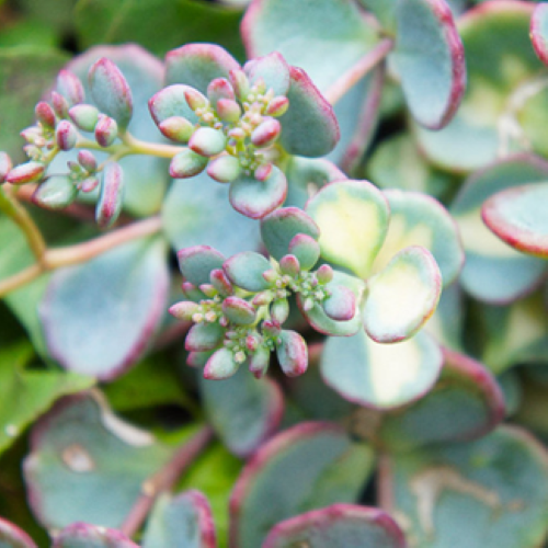 Sedum de vânzare la ghiveci, cu preț bun ️ FloraPris