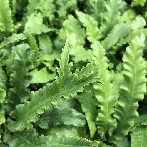 Ferigă Asplenium Scolopendrium Angustifolia preț bun ️ FloraPris