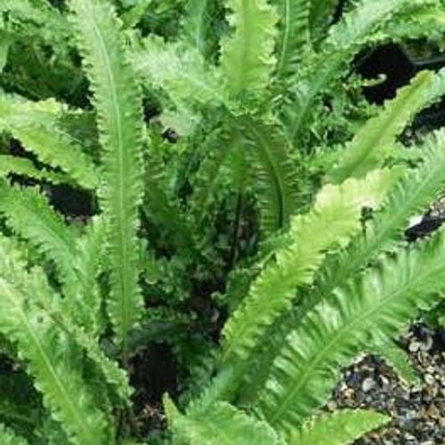 Ferigă Asplenium Scolopendrium Angustifolia preț bun ️ FloraPris