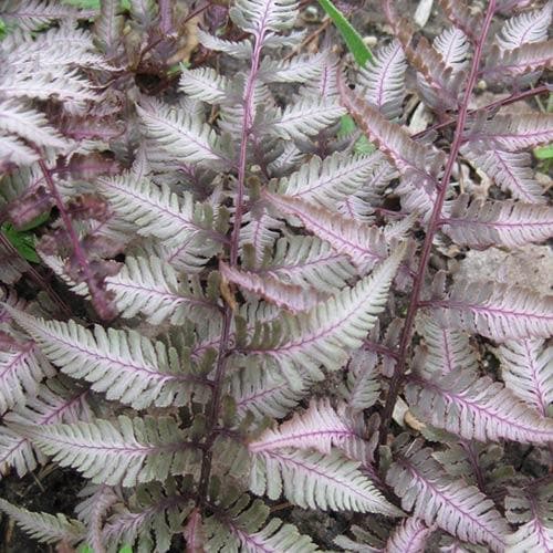 Ferigă Athyrium Red Beauty de vanzare cu preț bun ️ FloraPris