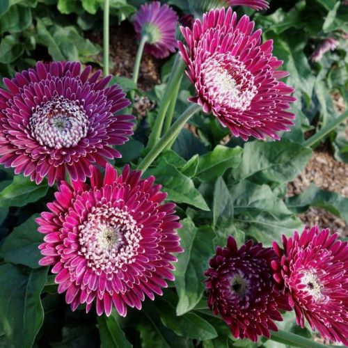 Gerbera Majestic Burgundy de vânzare cu preț bun ️ FloraPris