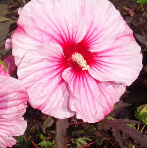 Hibiscus Carousel Pink Candy de vanzare, preț bun ️ FloraPris
