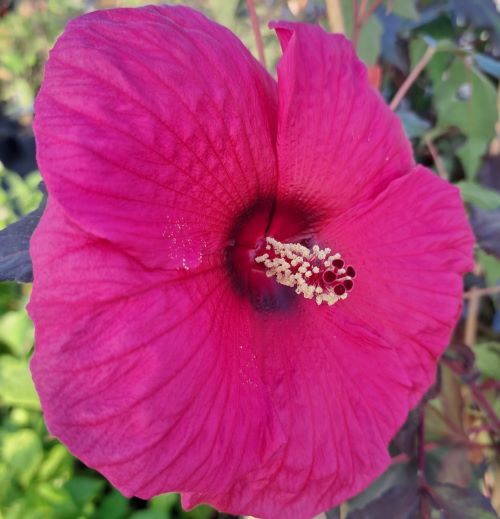 Hibiscus Carousel Pink Candy de vanzare, preț bun ️ FloraPris