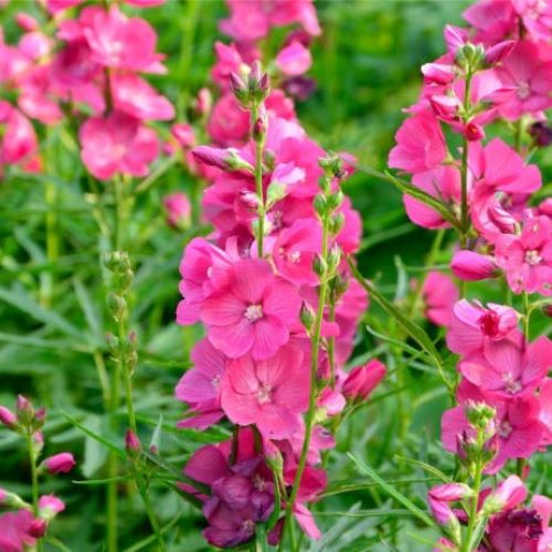 Sidalcea Brilliant Oregana la ghiveci, preț bun ️ FloraPris