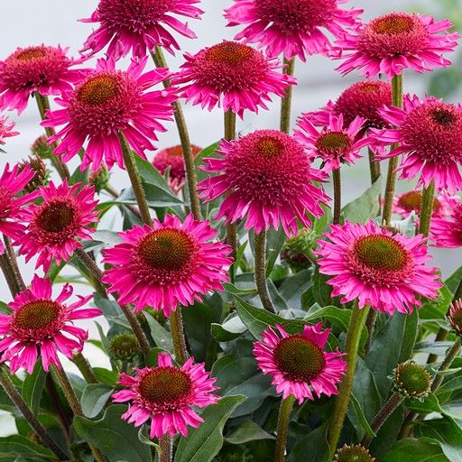 Echinacea Delicious Candy de vânzare cu preț bun ️ FloraPris