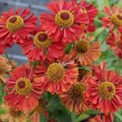 Helenium Ranchera de vânzare la ghiveci cu preț bun ️ FloraPris
