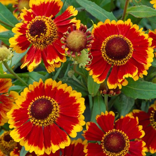 Helenium Ranchera de vânzare la ghiveci cu preț bun ️ FloraPris