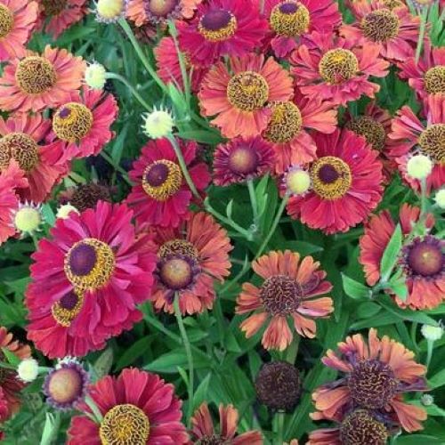 Helenium Ranchera de vânzare la ghiveci cu preț bun ️ FloraPris