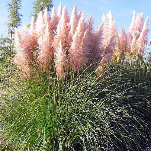 Iarba de Pampas roz argintiu de vanzare la ghiveci ️ FloraPris