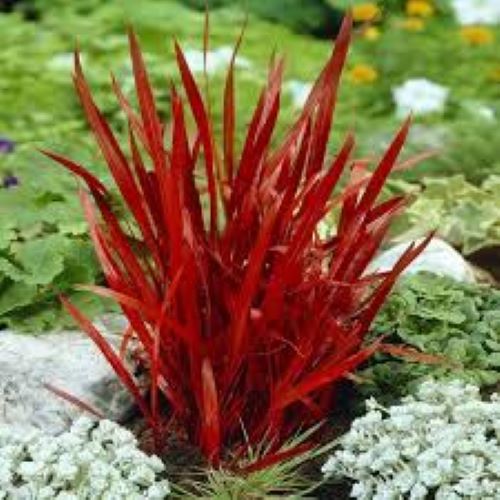 Iarba decorativă Imperata Red Baron de vanzare ️ FloraPris