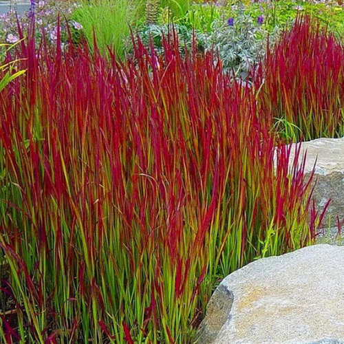 Iarba decorativă Imperata Red Baron de vanzare ️ FloraPris