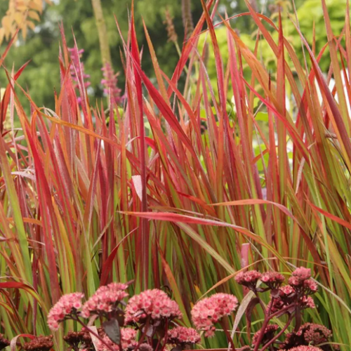 Iarba decorativă Imperata Red Baron de vanzare ️ FloraPris