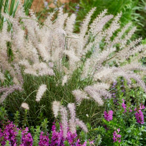 Pennisetum Dance With Me de vanzare la ghiveci ️ FloraPris