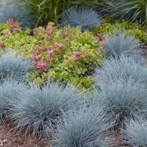 Iarba decorativă albastră Festuca de vanzare pret bun ️ FloraPris