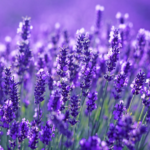 Lavanda Angustifolia Jupiter de vânzare la ghiveci ️ FloraPris
