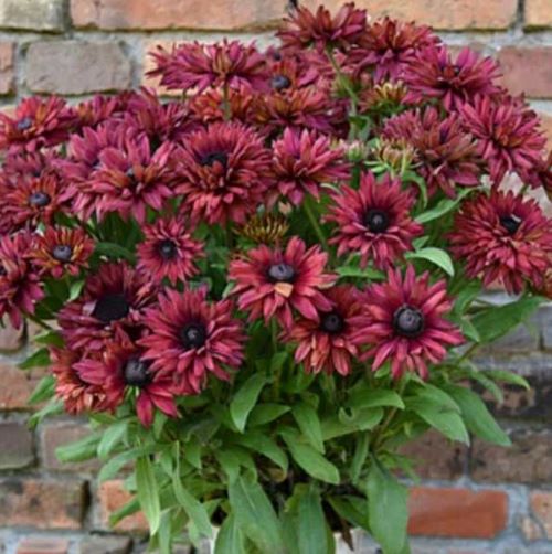 Rudbeckia Flamenco True Red De V nzare La Ghiveci FloraPris Rudbeckia Flamenco True Red De V nzare La Ghiveci FloraPris
