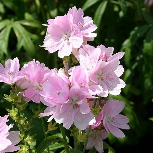 Delphinium Delgenius Kingsley de vânzare cu preț bun ️ FloraPris