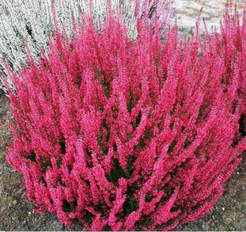 Calluna vulgaris Red Beauty Ladies cu preț bun ️ FloraPris
