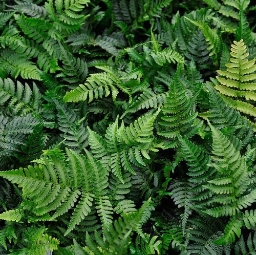 Ferigă de exterior Dryopteris Affinis la ghiveci preț bun ️ FloraPris