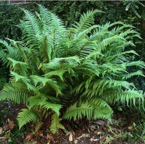 Ferigă de exterior Dryopteris Affinis la ghiveci preț bun ️ FloraPris
