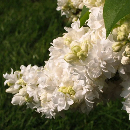 Liliac Alb Alice Harding la ghiveci. Preț avantajos ️ FloraPris
